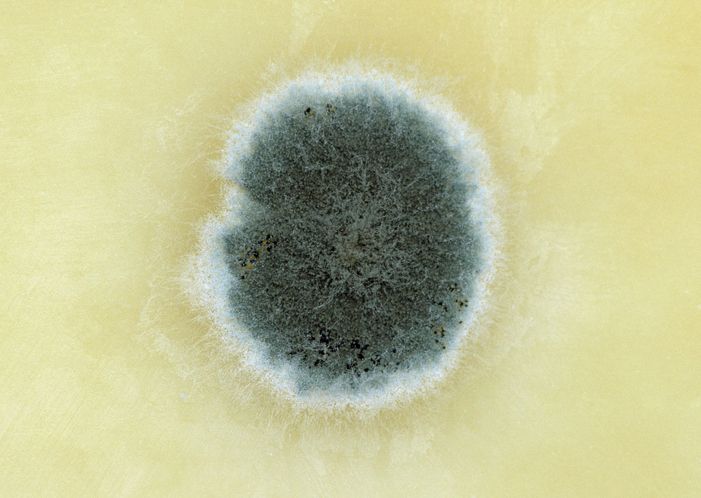 10 types of mould you might find in your home | Homebuilding