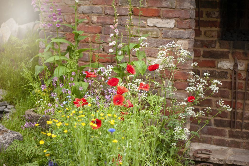 Rewilding: how to rewild your garden in 10 easy steps | Gardeningetc