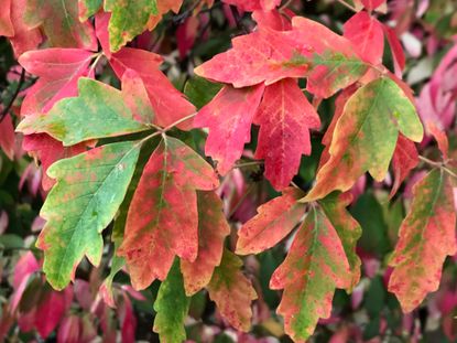 Which maple trees have the best color in fall? | Livingetc