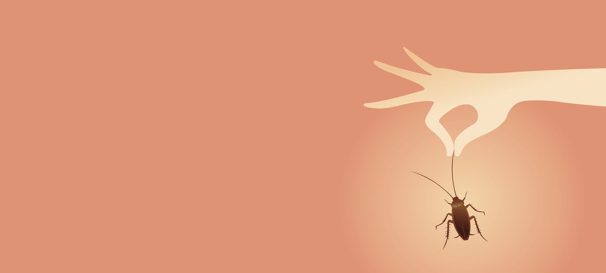 The Week contest: Insect bread | The Week