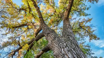 Neighbor's tree blocking sunlight? Here's what to do | Homes and Gardens