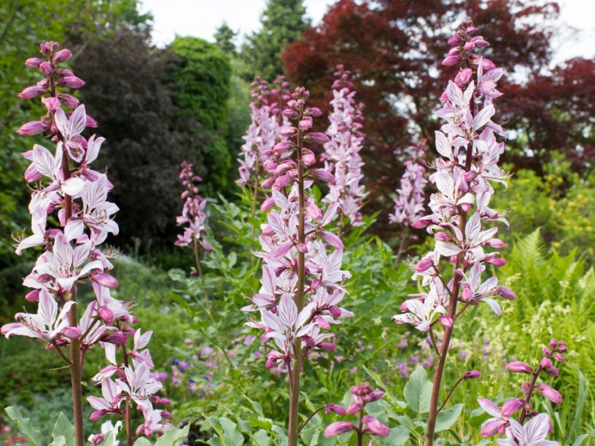 Dictamnus Planting Guide: Tips For Gas Plant Garden Care | Gardening ...