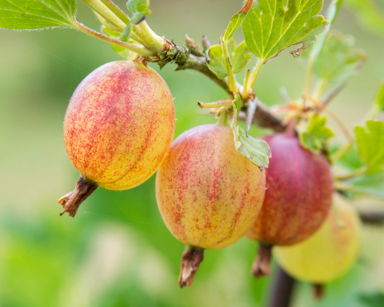 How to do gooseberry pruning for a big harvest | Gardeningetc