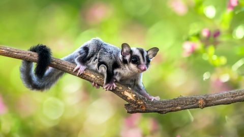 32 of the most unusual pets ever owned | PetsRadar