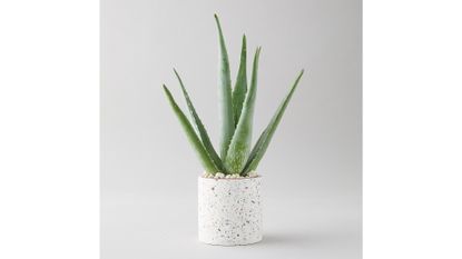 Best indoor plants: 10 best houseplants for every room | Gardeningetc