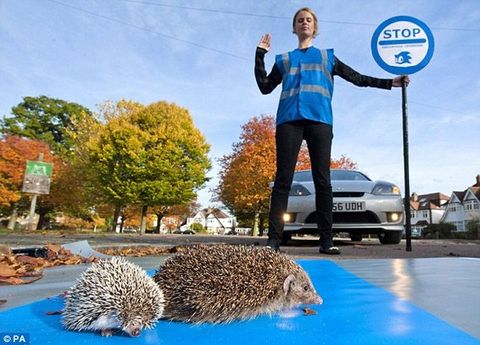 Amazing photo of a real hedgehog wearing Sonic's shoes will make you ...