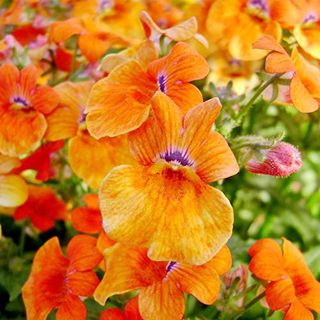 How to grow nemesia: soft profuse blooms for summer | Homes and Gardens