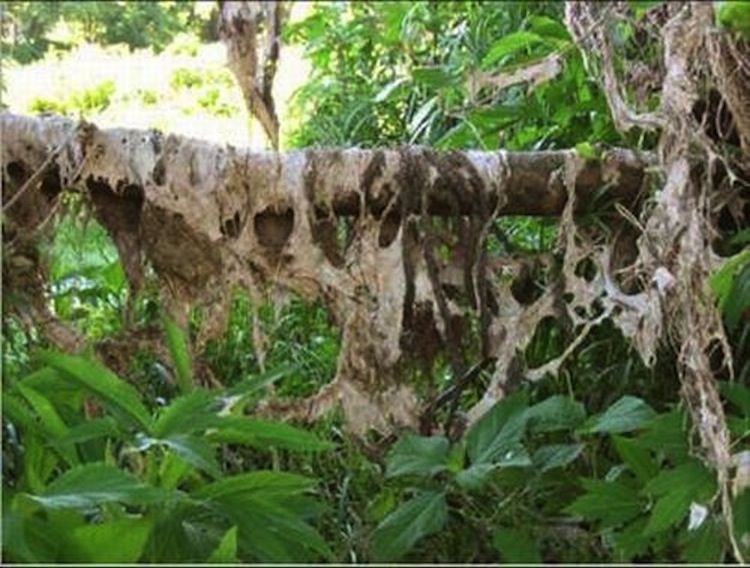 Yuck! Photos of 'Rock Snot' Algae Infestations | Live Science