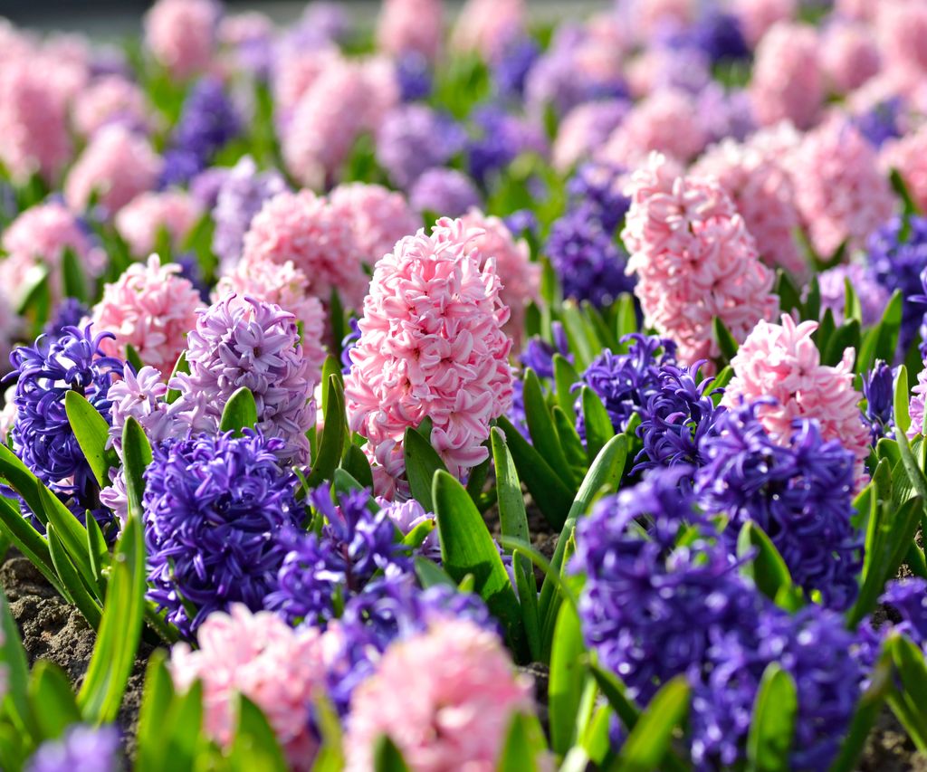 Hyacinth Care Guide: How to Plant & Grow Spectacular Blooms | Gardening ...