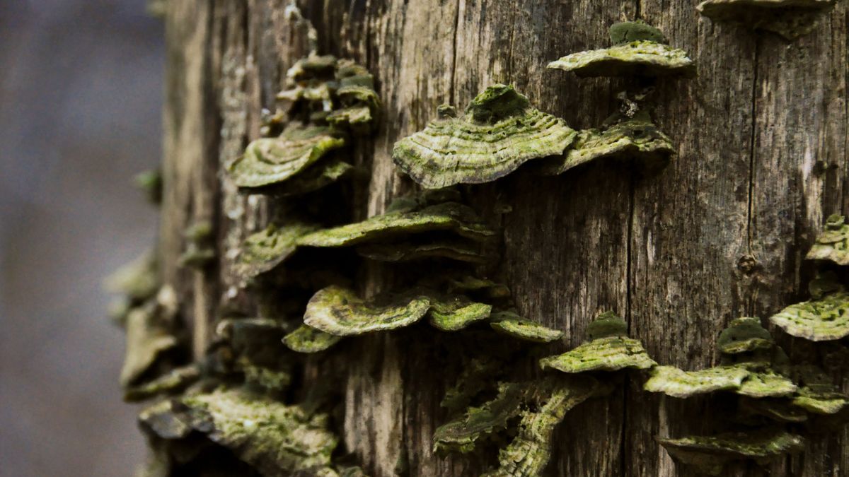 Poppy Okotcha explains how a dead tree can be used in a garden ...