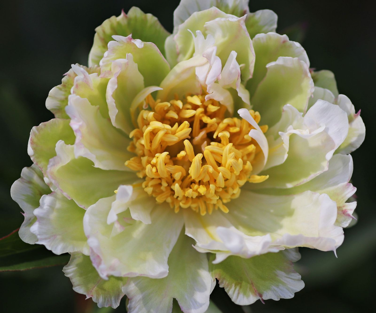 Grow These 8 Peony Colors For A Spring Rainbow In Your Yard | Gardening ...