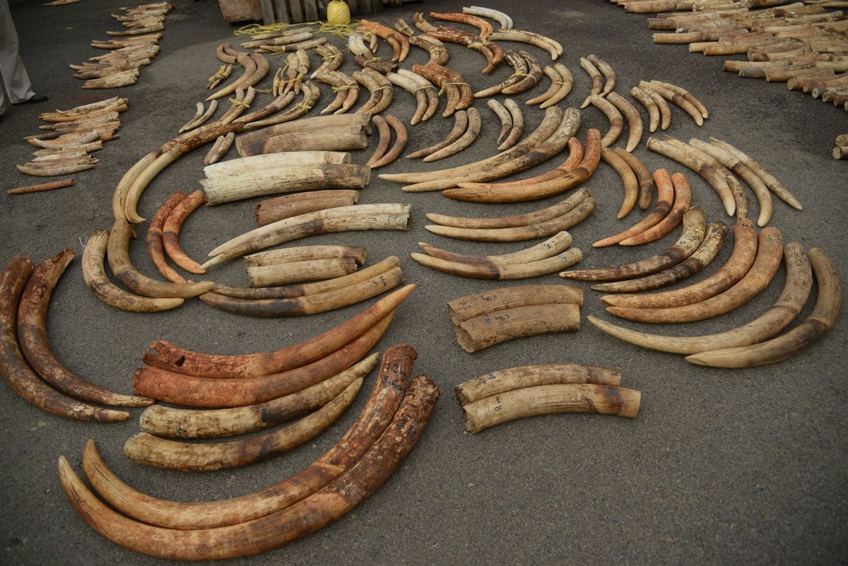 Photos: Seized Elephant Ivory Reveals How Massive Cartels Operate ...