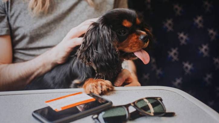 32 best dogs for emotional support | PetsRadar