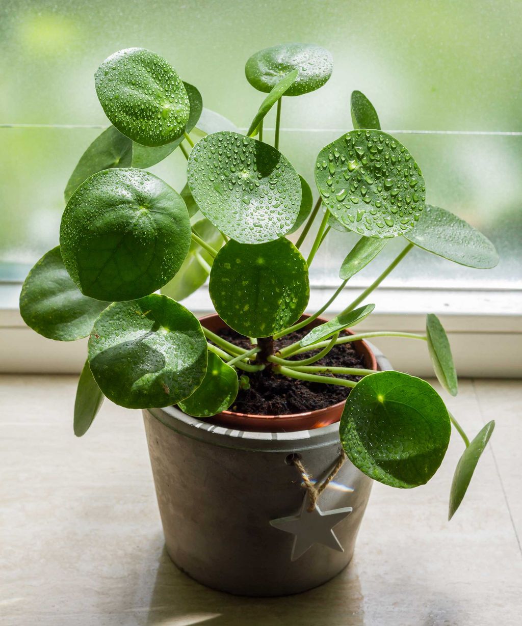 How to care for a Chinese money plant — 8 pro tips | Real Homes