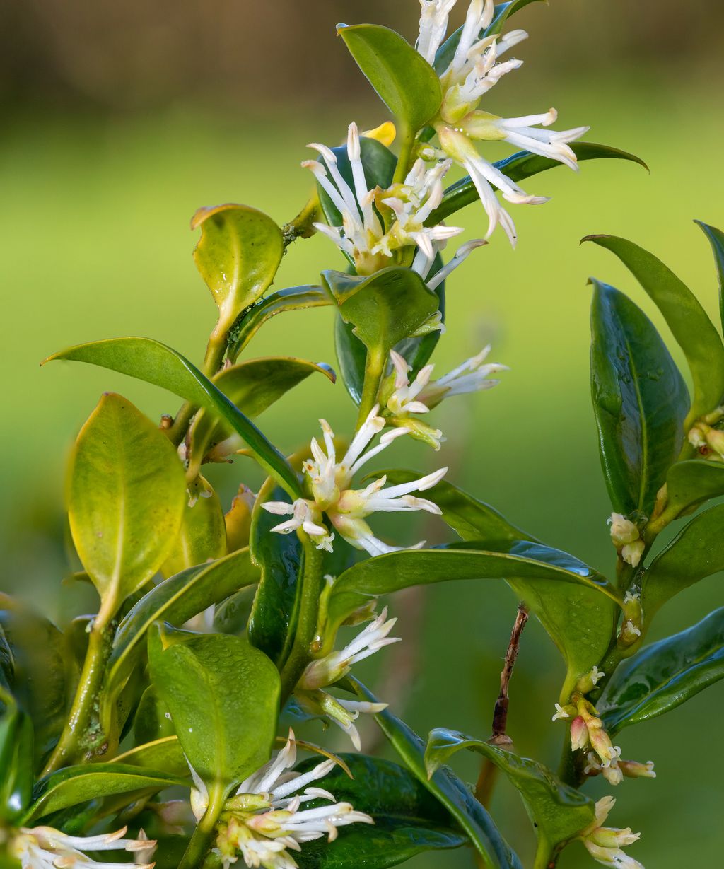 Fragrant Evergreens: 5 Shrubs That Bloom in Winter | Gardening Know How