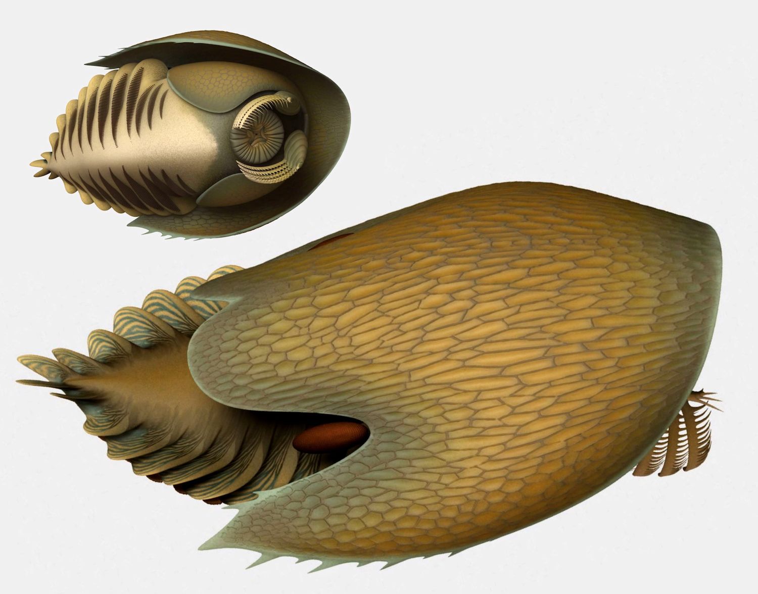 This Bizarre Ancient Sea Monster Looked Like the Millennium Falcon ...