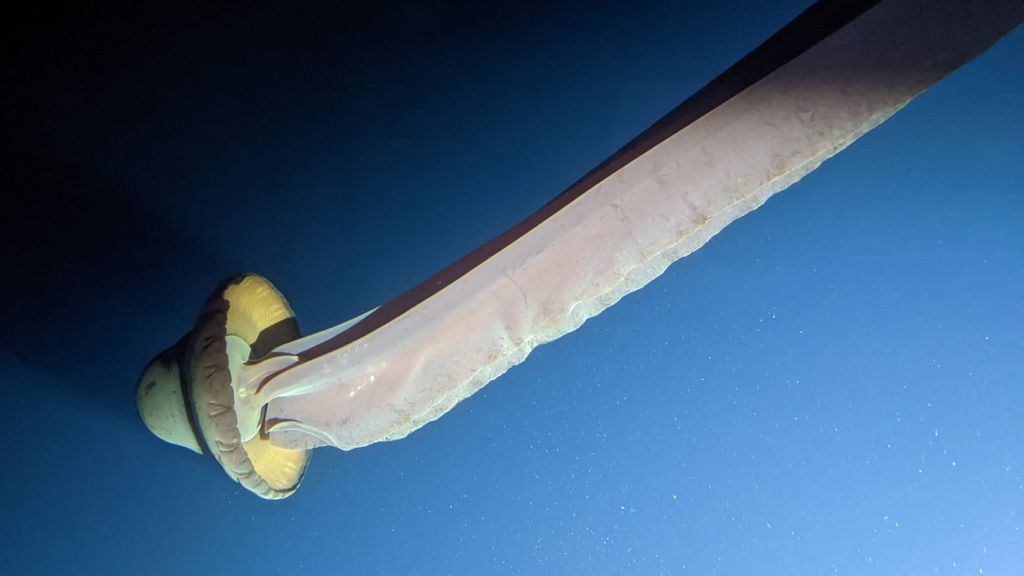Alien-like giant phantom jellyfish spotted in frigid waters off ...