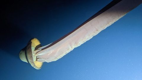 Alien-like giant phantom jellyfish spotted in frigid waters off ...