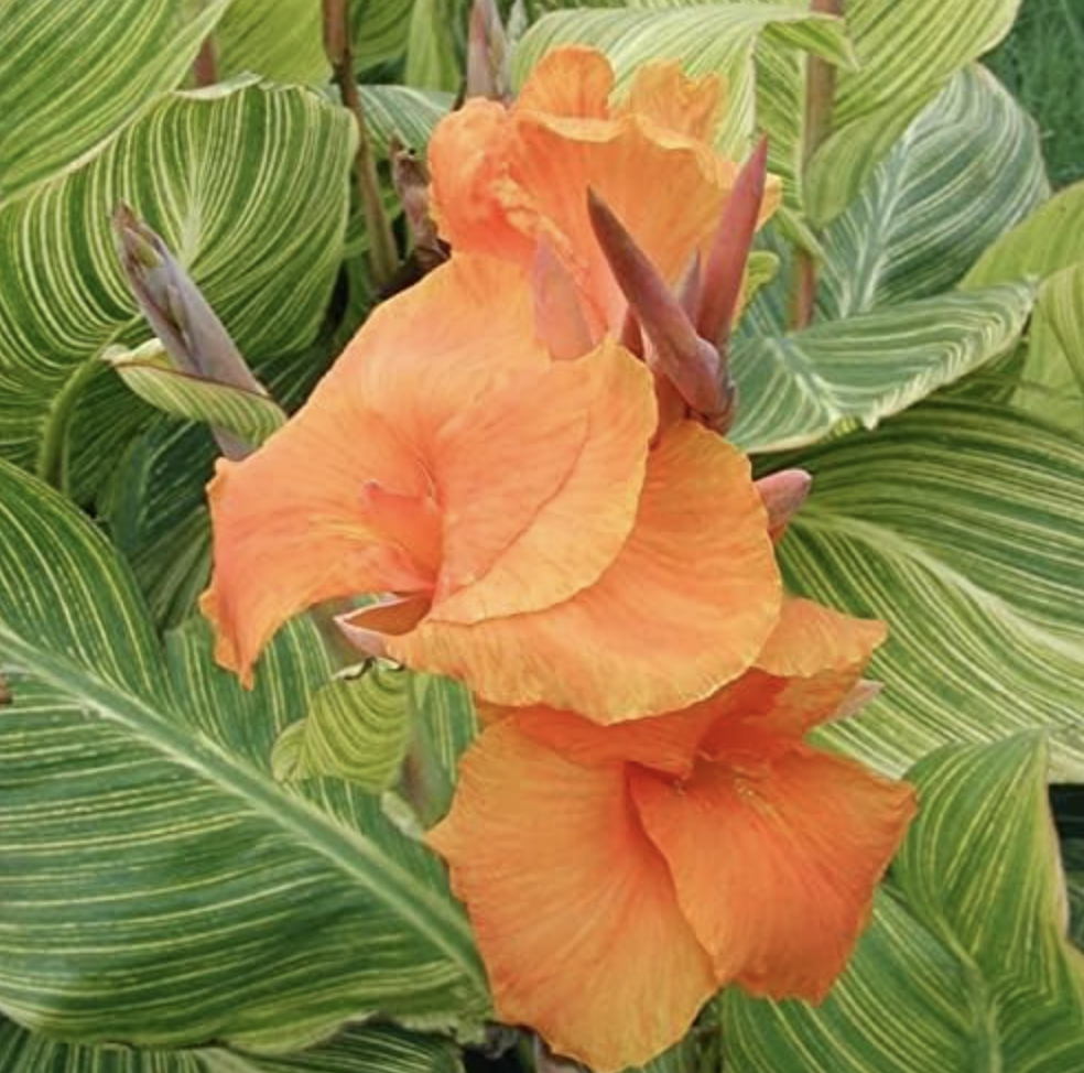 Heat tolerant perennials - plants that love getting sunbaked | Livingetc