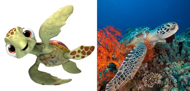 Photos: Meet 'Finding Dory' Real-Life Counterparts | Live Science