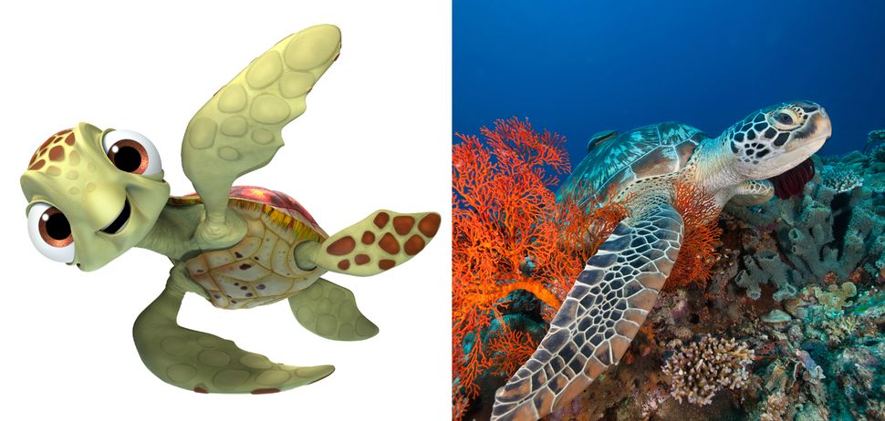 Photos: Meet 'Finding Dory' Real-Life Counterparts | Live Science