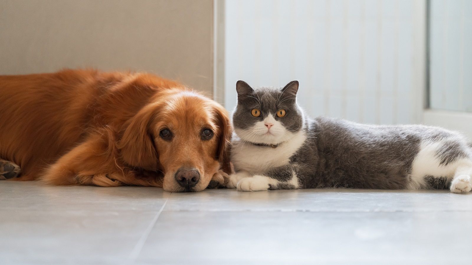 Pet Ownership: What It Really Costs to Own a Dog or Cat | Kiplinger