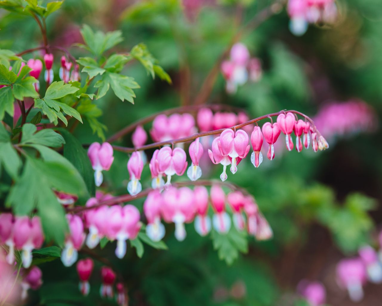 7 Best Perennials To Divide In Fall – Clone Favorite Plants | Gardening ...