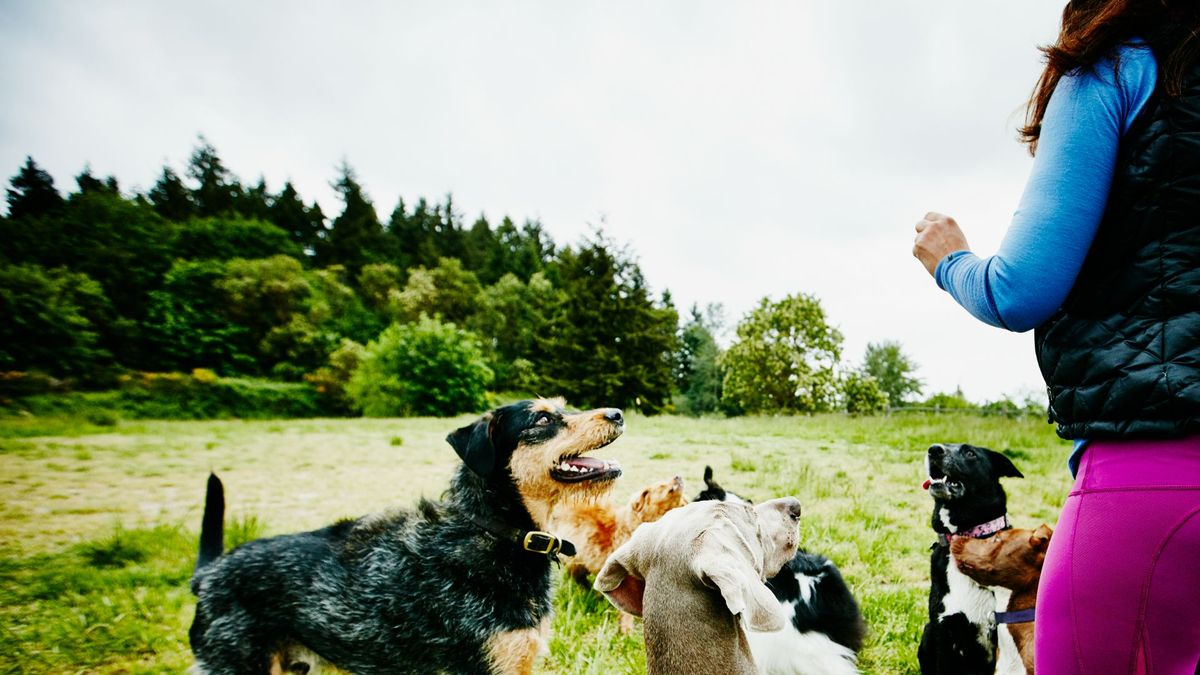 32 ways to workout with your pet | PetsRadar