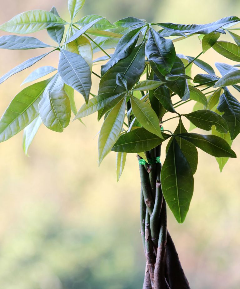 Best indoor trees: 9 leafy options for a greener home | Gardeningetc