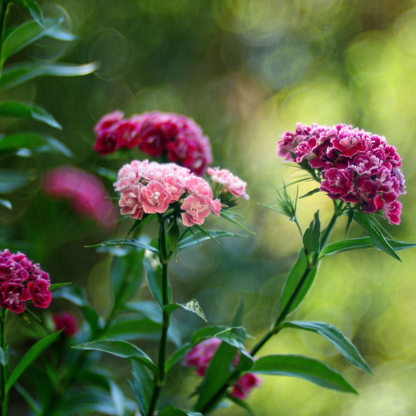 How to grow and care for sweet william | Ideal Home
