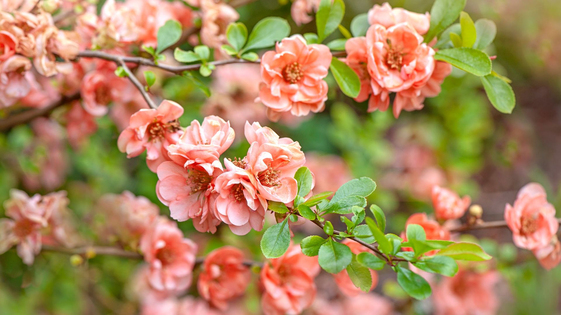 Plant and Forget Flowering Shrubs for Spring & Summer Color | Gardening ...