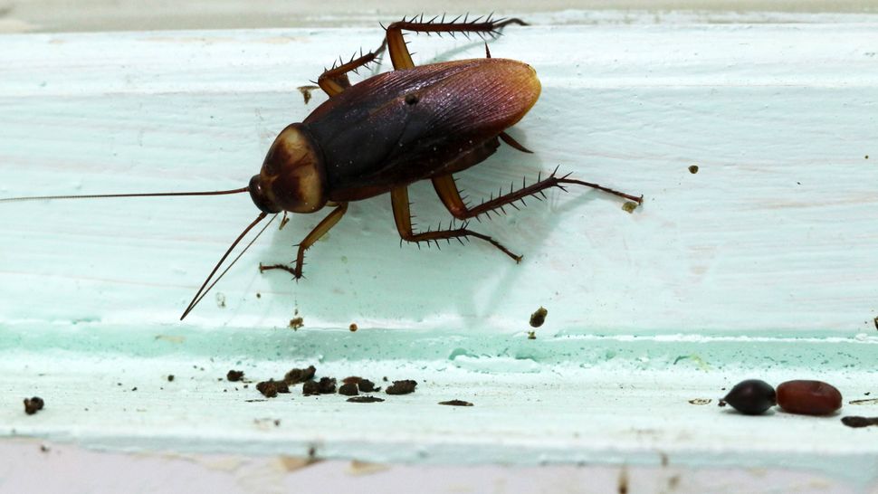 7 telltale signs of roaches in your home | Tom's Guide