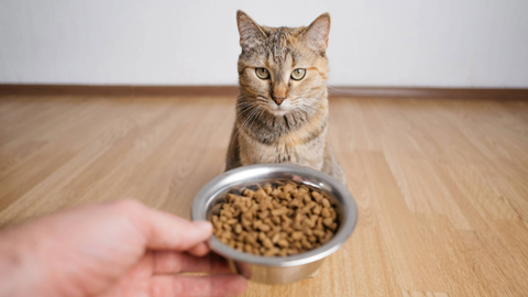 Cat not eating? A vet explains 11 things you need to check | PetsRadar