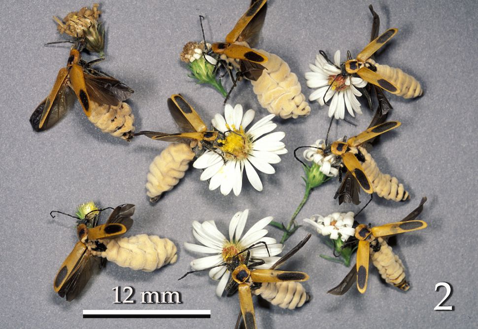 Insect Walking Dead: How a Fungus Turns Beetles into Killer Zombies ...