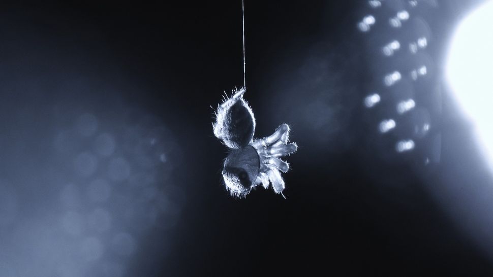 Sweet dreams, spidey: Arachnids experience REM sleep, and may even ...