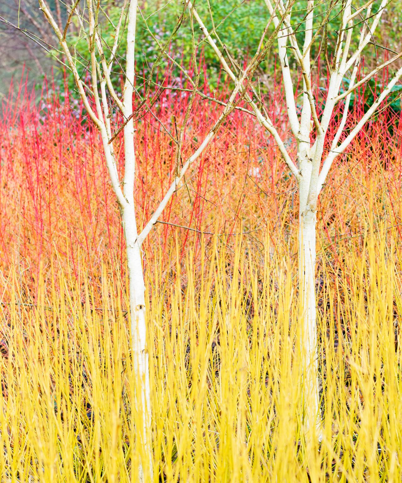 Birch trees care and growing guide: expert gardening tips | Gardeningetc