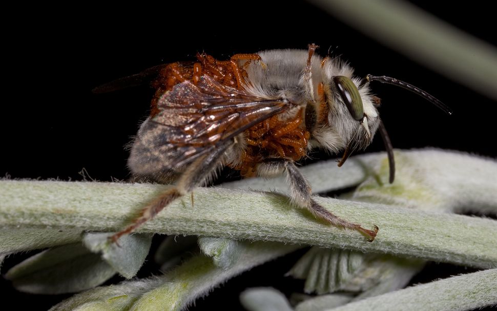 Bee That Was Looking for Love Ends Up Wearing a 'Vest' of Parasitic ...