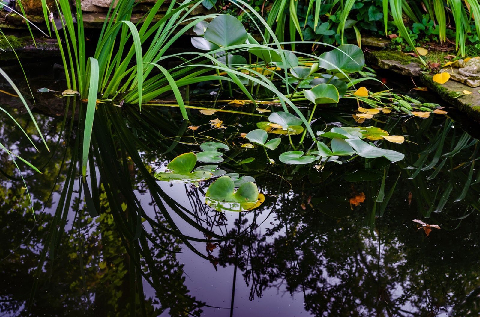 How Ponds Affect Microclimates – Learn About Ponds And Microclimates ...