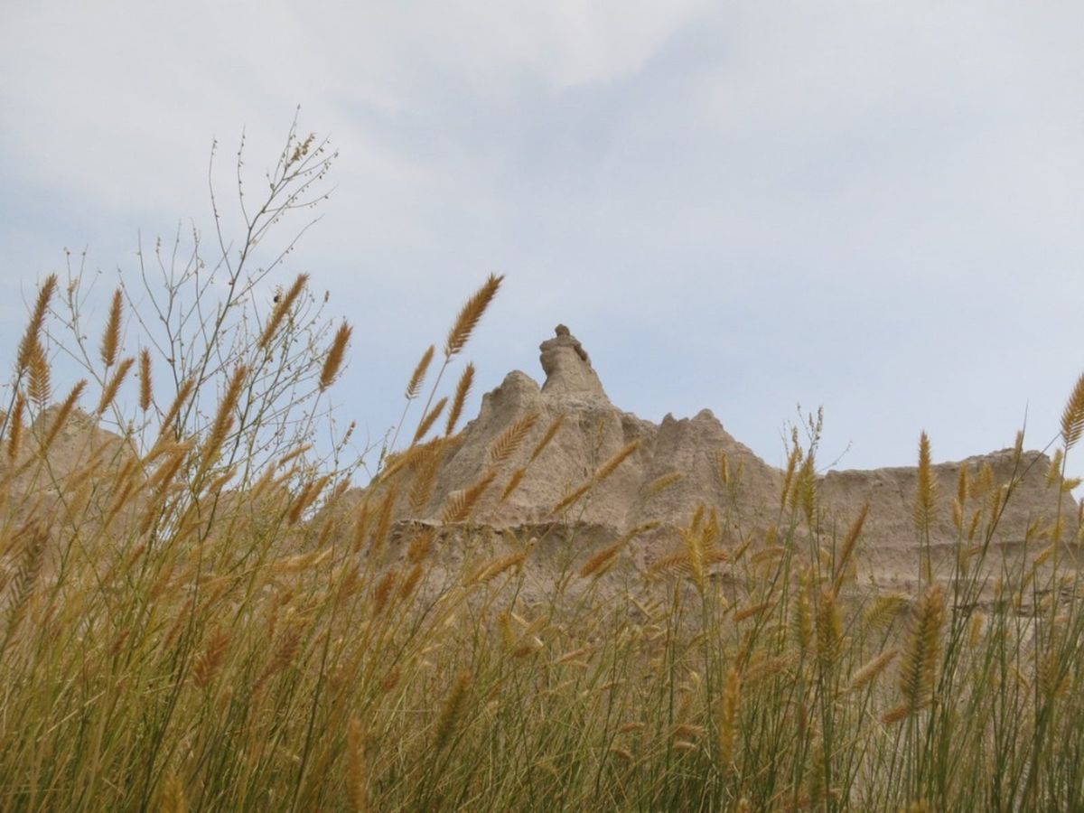 Growing Western Wheatgrass: Establishing Western Wheatgrass For Forage ...