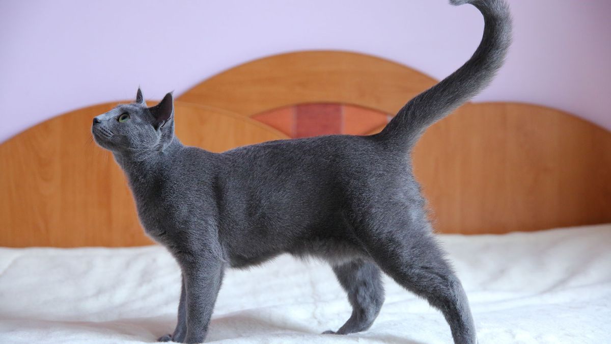 What your cat's tail is telling you: Meanings, facts and its importance ...