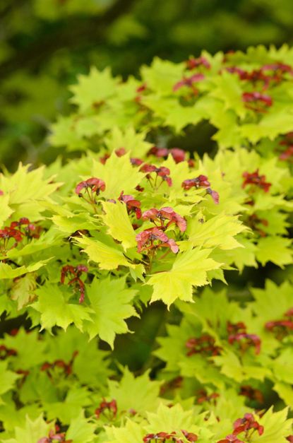 How to grow acers: follow our tips and add year-round interest to your ...