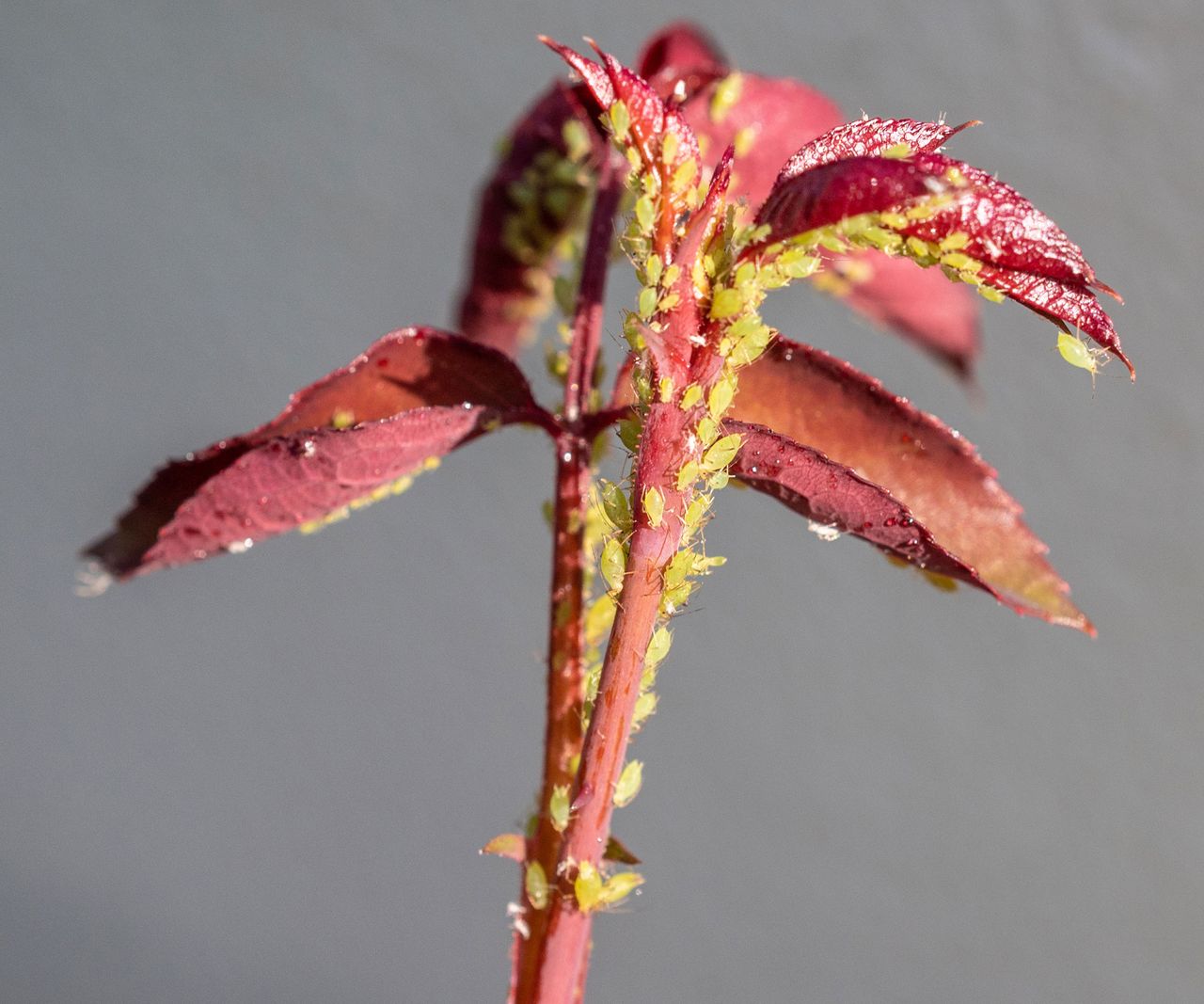 Spot Common Flower Pests And Diseases To Save Plants | Gardening Know How