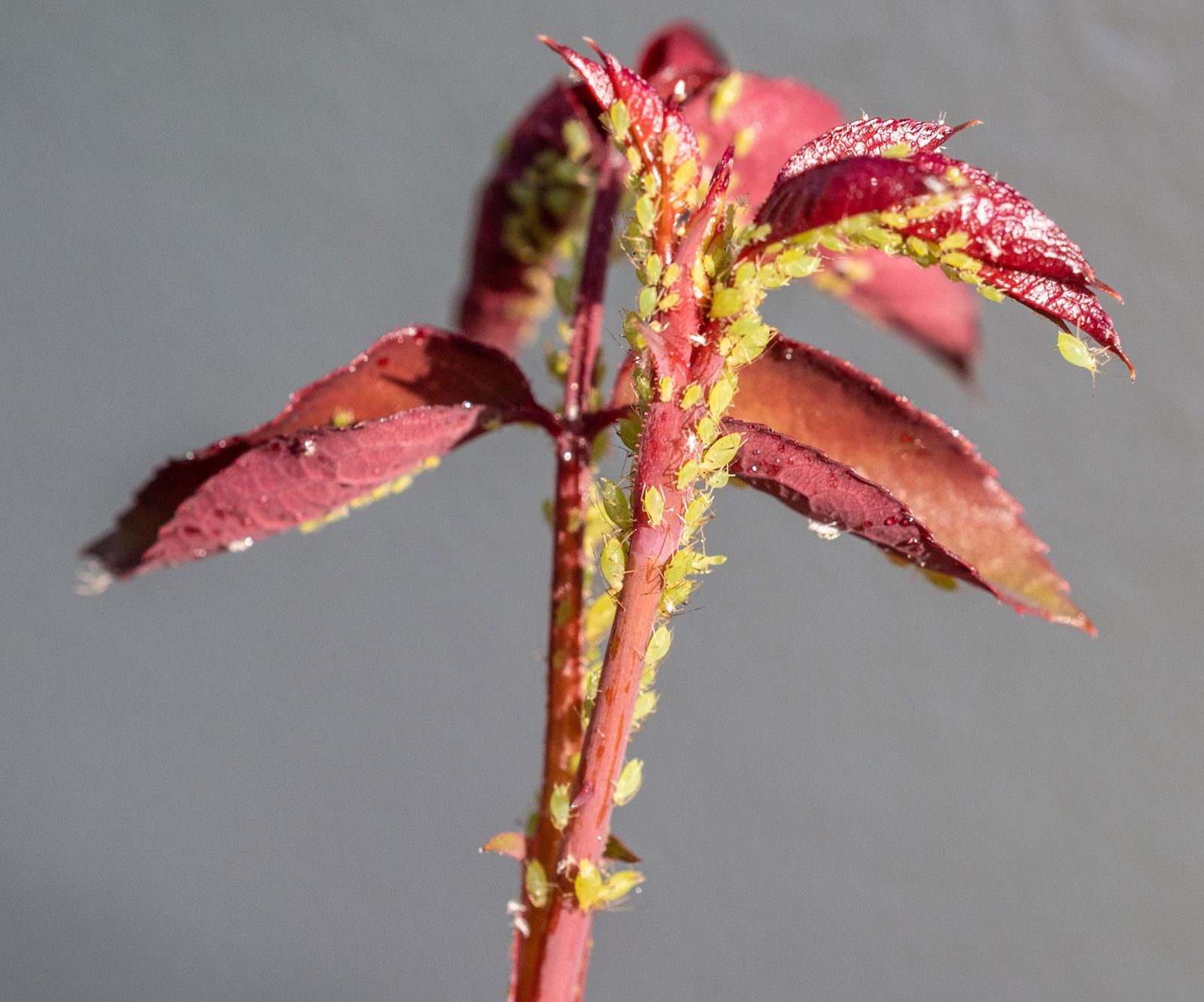 Spot Common Flower Pests And Diseases To Save Plants | Gardening Know How