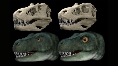 Not just tiny arms: T. rex also had super small eyes to accommodate its ...