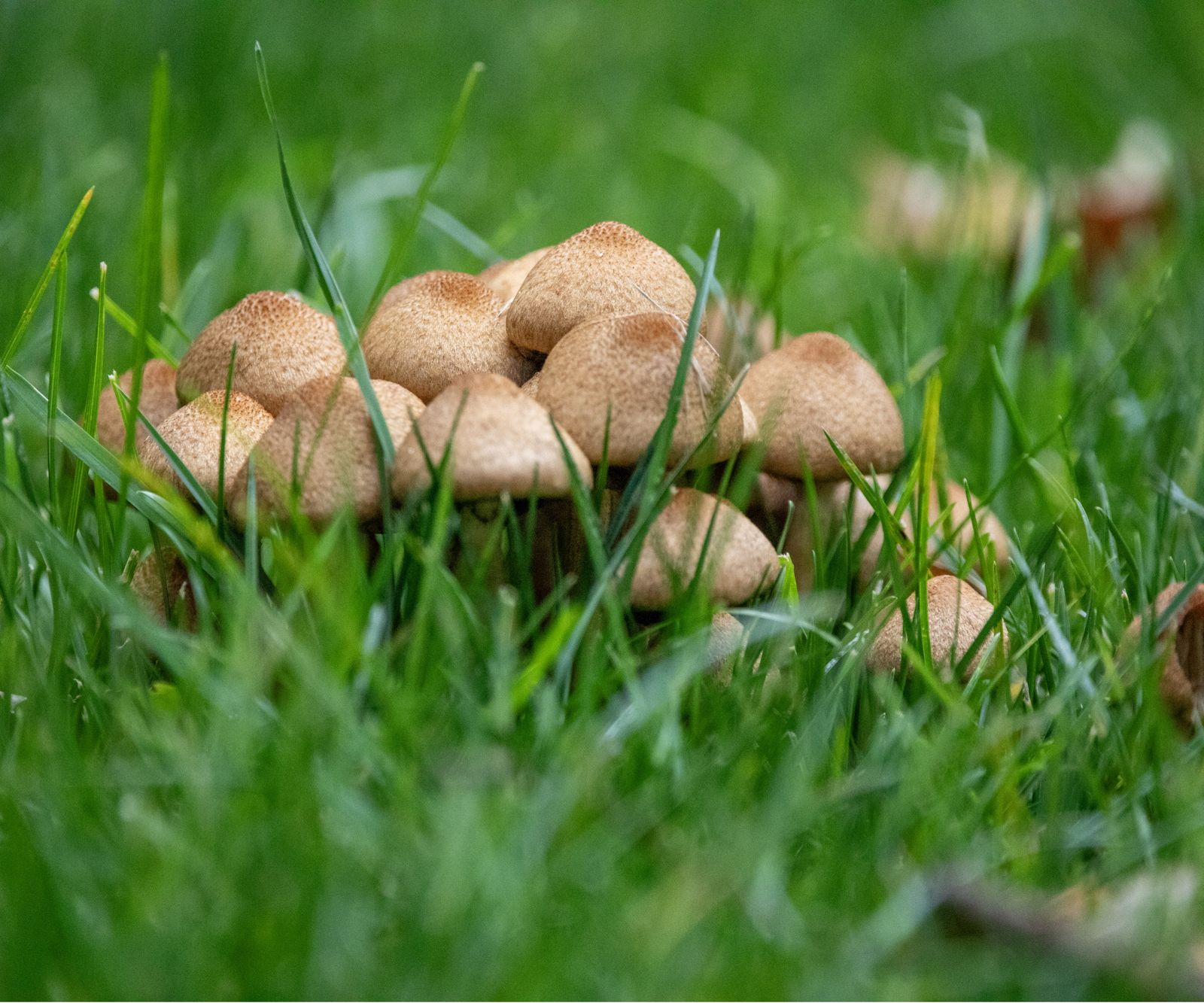 Why are mushrooms growing in my yard? Experts share 3 causes | Homes ...