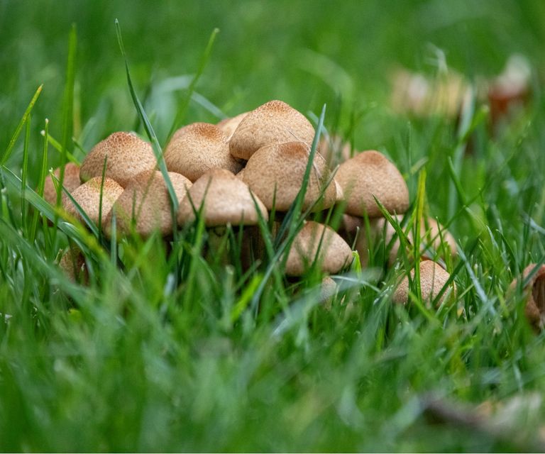Why are mushrooms growing in my yard? Experts share 3 causes | Homes ...