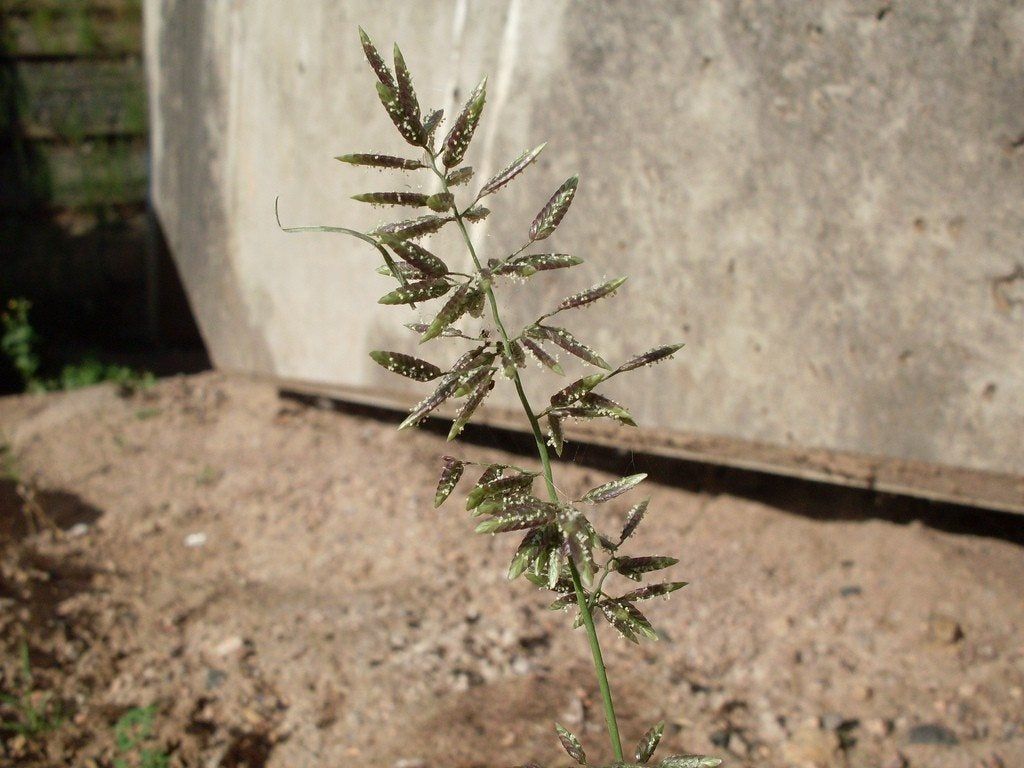 What Is Stinkgrass: Tips For Controlling Stinkgrass Weed | Gardening ...