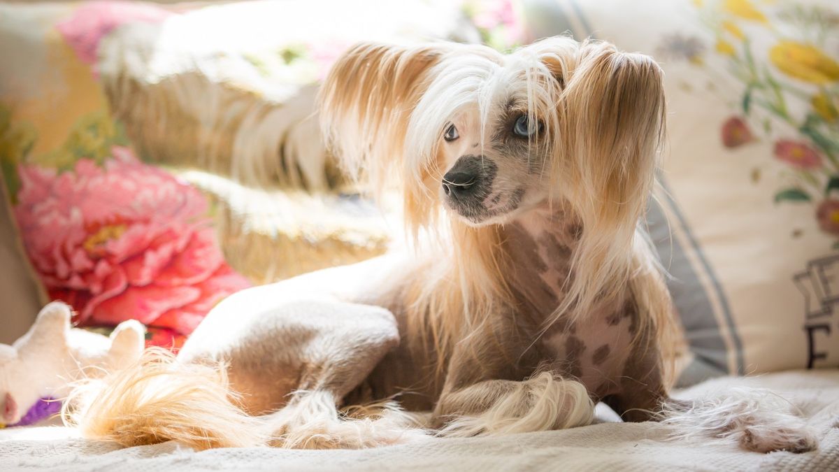 Chinese Crested dogs: Breed profile and information | PetsRadar