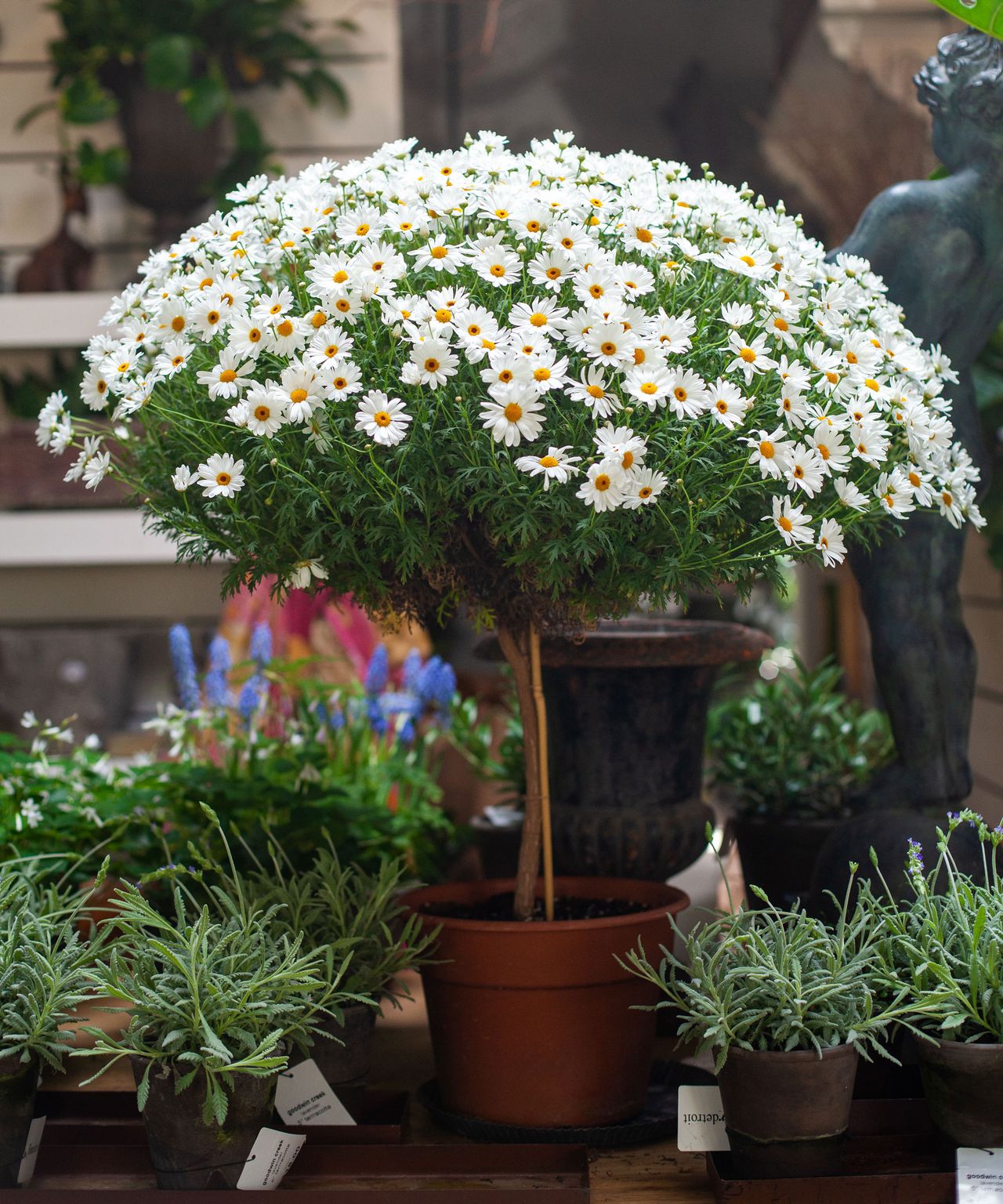 Daisy tree trend - everything you need to know | Gardeningetc