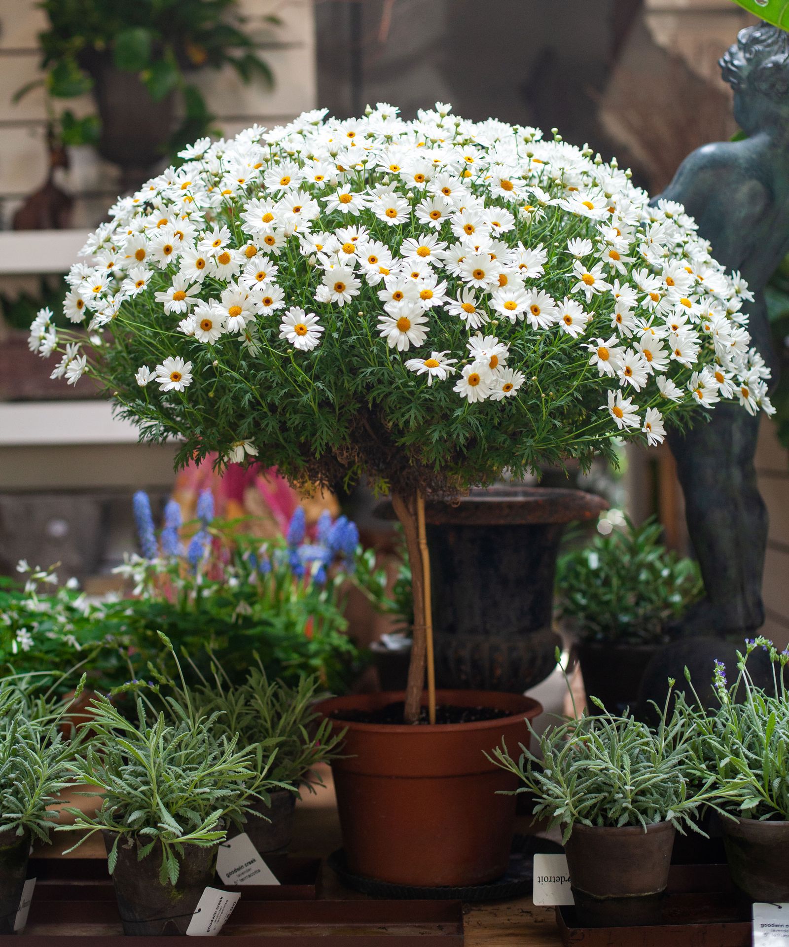 Daisy tree trend - everything you need to know | Gardeningetc